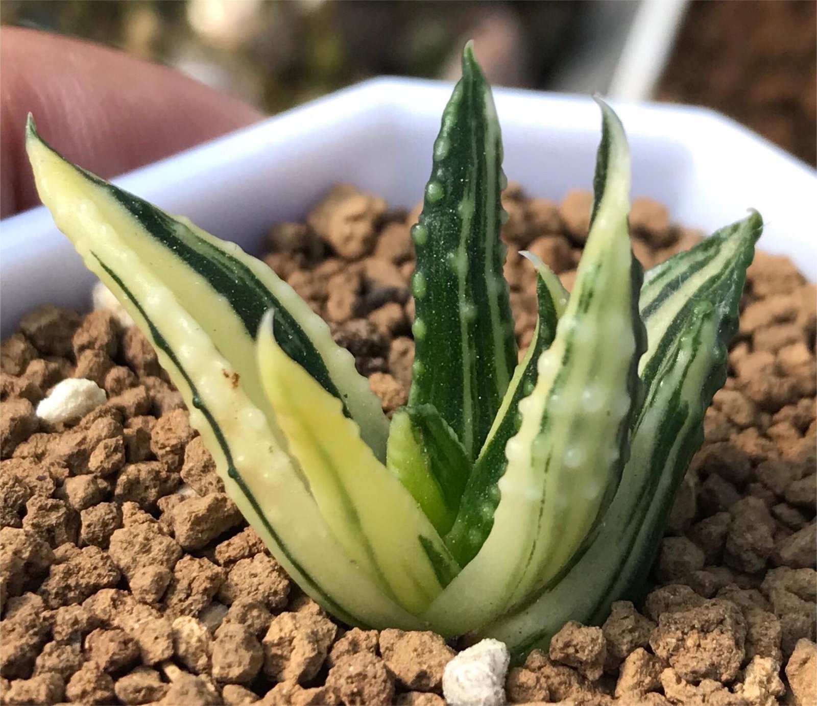 Hard leaves Terrestrial Star Var. – My WordPress